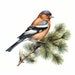 Chaffinch Watercolor Clipart Bundle, Colorful Chaffinch Set, Nursery ...