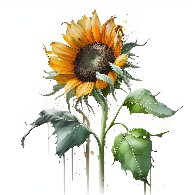 Sunflower Watercolor Clipart, Watercolor Floral Clipart, Sunflower ...