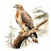 Hawk Watercolor Clipart Bundle, Cute Colorful Hawk Set, Nursery Decor ...