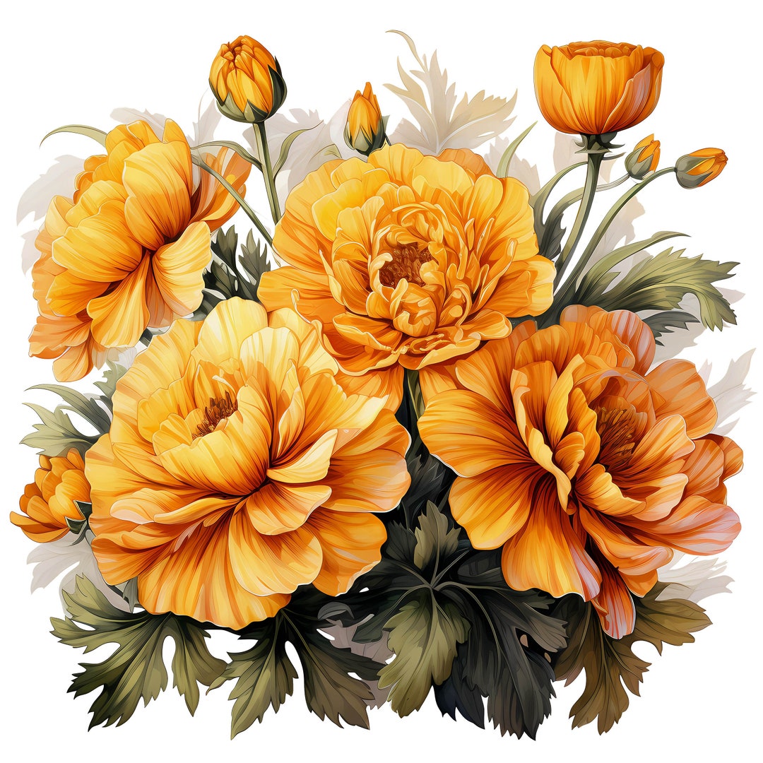 Marigold Flowers Bouquet Watercolor Clipart, Pngs Bundle Marigold ...