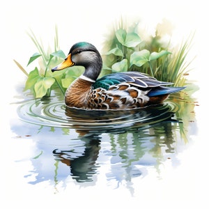 Swimming Duck Watercolor Clipart Bundle, Cute Colorful Swimming Duck ...