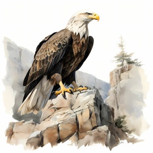 Eagle Watercolor Clipart Bundle, Cute Colorful Eagle Set, Nursery Decor ...