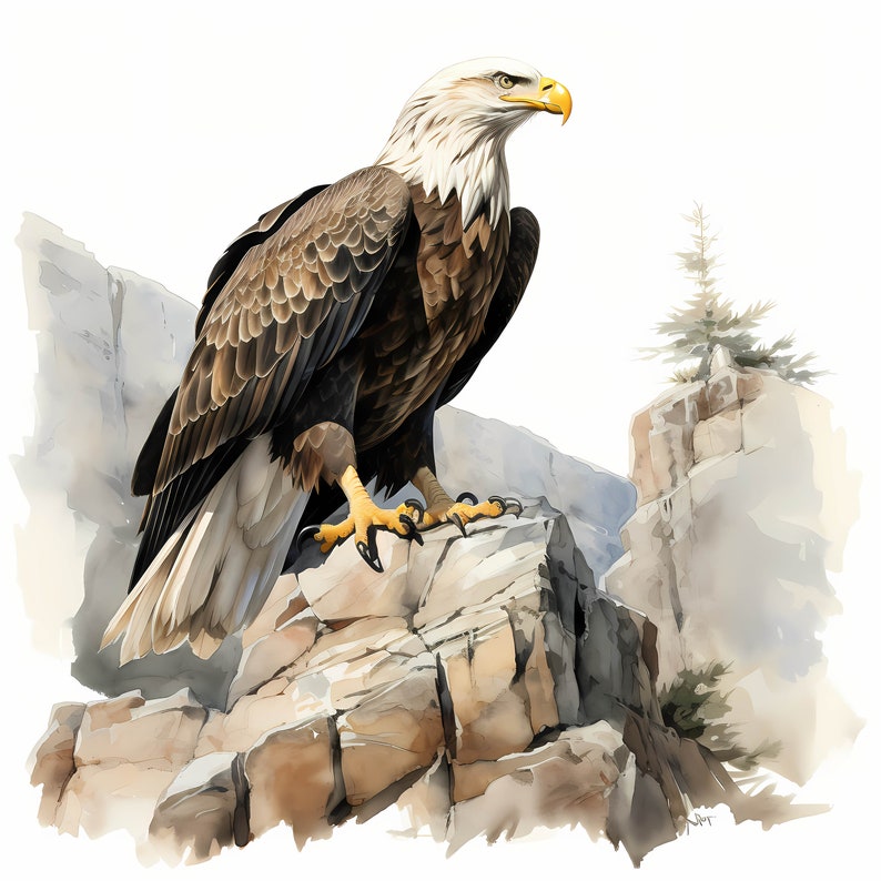 Eagle Watercolor Clipart Bundle Cute Colorful Eagle Set - Etsy