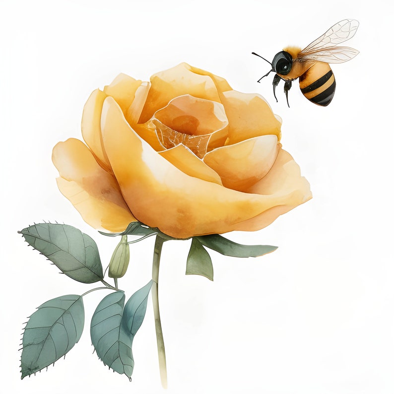 Yellow Rose & Honey Bee Watercolor Clipart Watercolor Floral - Etsy