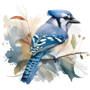 Watercolor Blue Jay Bird Clipart, Blue Jay Bird Set, Cute Colorful Bird ...
