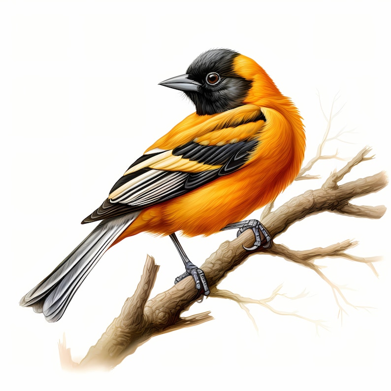 Baltimore Oriole Watercolor Clipart Bundle, Colorful Baltimore Oriole ...