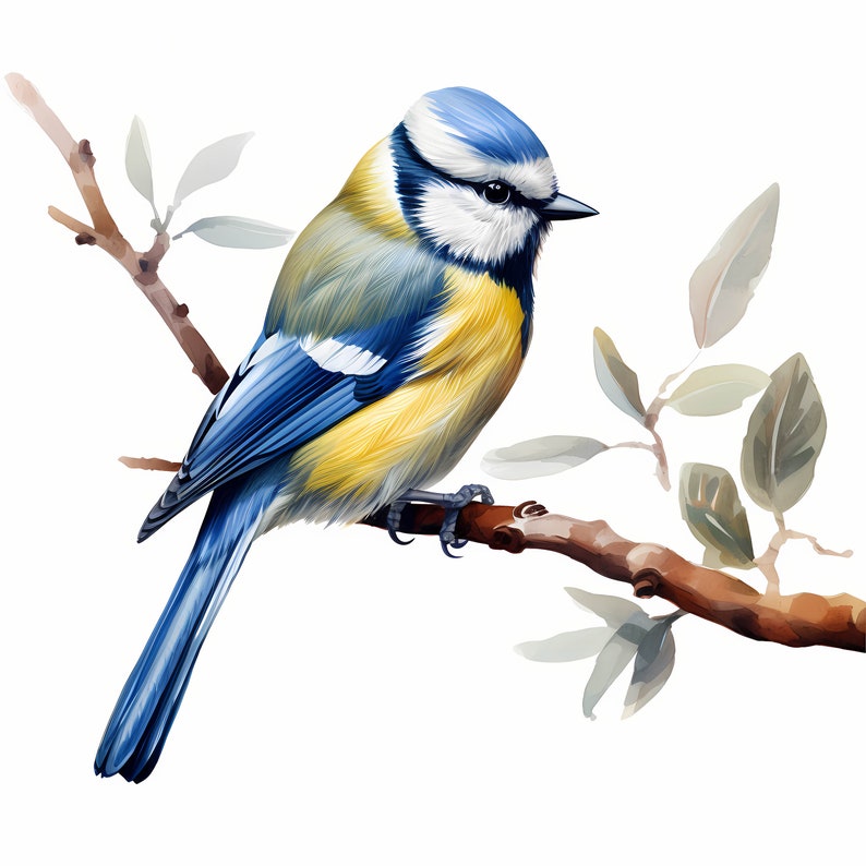 Blue Tit Watercolor Clipart Bundle, Colorful Blue Tit Set, Nursery ...
