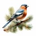 Chaffinch Watercolor Clipart Bundle, Colorful Chaffinch Set, Nursery ...