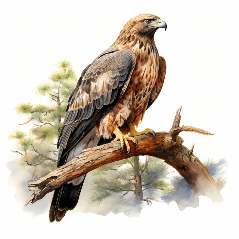 Buzzard Watercolor Clipart Bundle, Cute Colorful Buzzard Set, Nursery ...