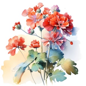 Geranium Watercolor Clipart, Watercolor Floral Clipart, Geranium Bundle ...