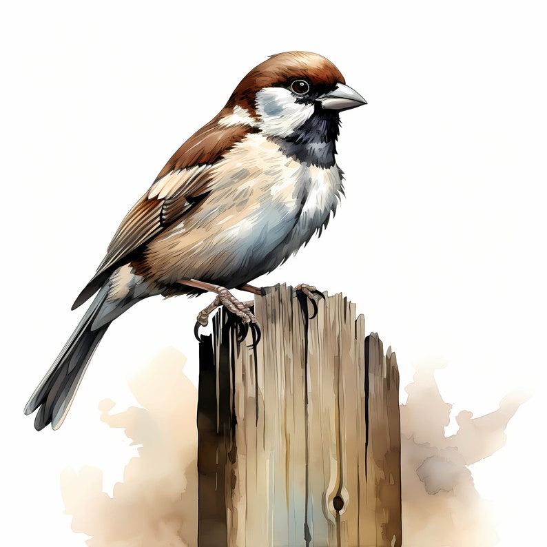 Sparrow Watercolor Clipart Bundle, Colorful Sparrow Set, Nursery Decor ...