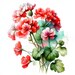 Geranium Watercolor Clipart Watercolor Floral Clipart - Etsy