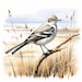 Mockingbird Watercolor Clipart Bundle, Colorful Northern Mockingbird ...