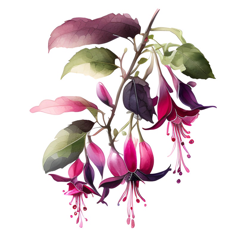 Watercolor Fuchsia Flowers Clipart Spring Flowers Floral - Etsy