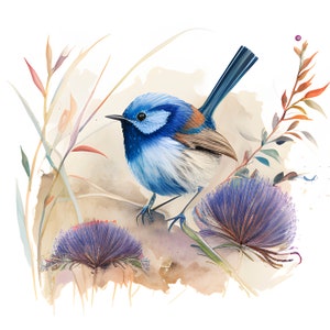 Watercolor Fairy-wren Bird Clipart, Fairy-wren Bird Set, Cute Colorful ...
