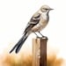 Mockingbird Watercolor Clipart Bundle, Colorful Northern Mockingbird ...
