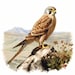Kestrel Watercolor Clipart Bundle, Cute Colorful Kestrel Set, Nursery ...