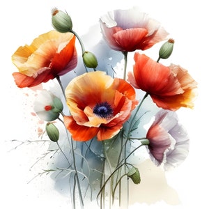Watercolor Poppy Clipart, Watercolor Floral Set, Poppy Clipart, Orange ...