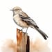 Mockingbird Watercolor Clipart Bundle, Colorful Northern Mockingbird ...