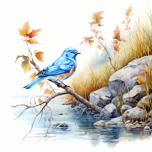 Bluebird Watercolor Clipart Bundle, Cute Colorful Bluebird Set, Nursery ...