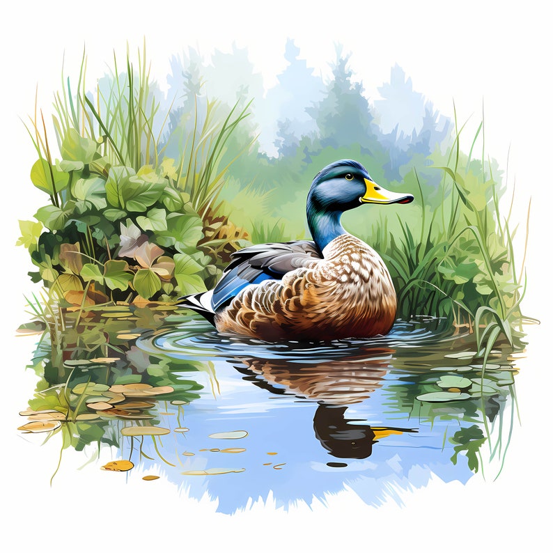 Swimming Duck Watercolor Clipart Bundle, Cute Colorful Swimming Duck ...