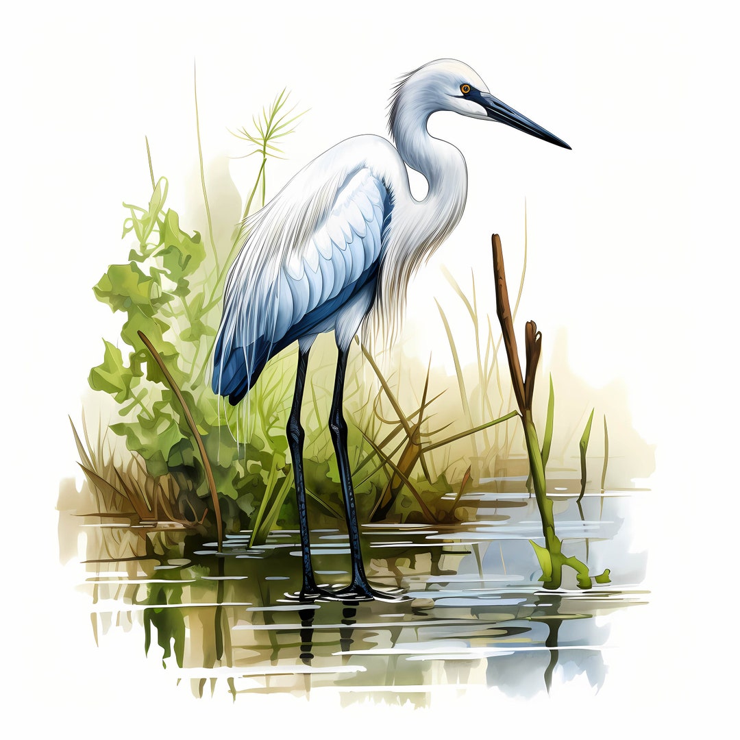Little Egret Bird Watercolor Clipart Bundle, Colorful Little Egret Bird ...