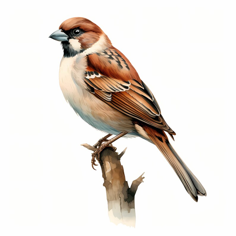 Sparrow Watercolor Clipart Bundle, Colorful Sparrow Set, Nursery Decor ...