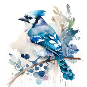 Watercolor Blue Jay Bird Clipart, Blue Jay Bird Set, Cute Colorful Bird ...