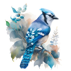 Watercolor Blue Jay Bird Clipart, Blue Jay Bird Set, Cute Colorful Bird ...
