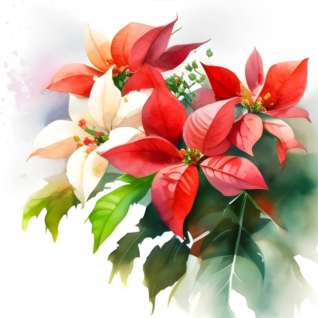 Poinsettia Watercolor Clipart, Watercolor Floral Clipart, Poinsettia ...