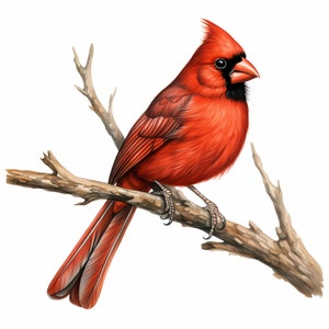 Red Cardinal Watercolor Clipart Bundle, Colorful Red Cardinal Set ...