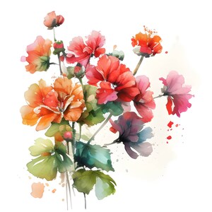 Geranium Watercolor Clipart, Watercolor Floral Clipart, Geranium Bundle ...