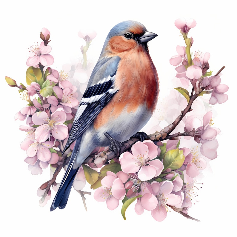 Chaffinch Watercolor Clipart Bundle, Bird Drawings (digital Download ...
