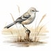 Mockingbird Watercolor Clipart Bundle, Colorful Northern Mockingbird ...