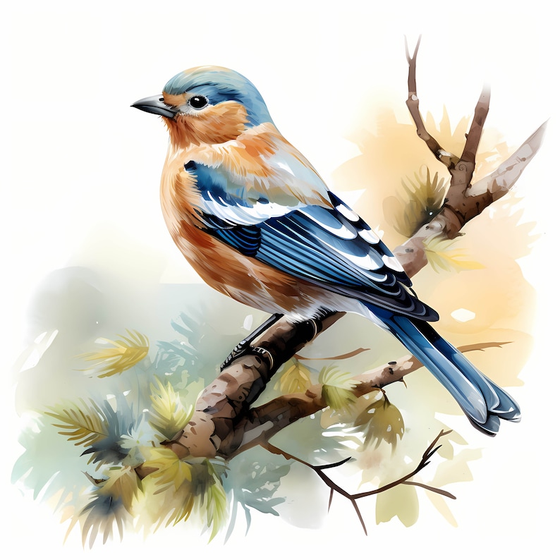 Chaffinch Watercolor Clipart Bundle, Colorful Chaffinch Set, Nursery ...