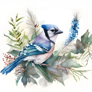 Watercolor Blue Jay Bird Clipart, Blue Jay Bird Set, Cute Colorful Bird ...