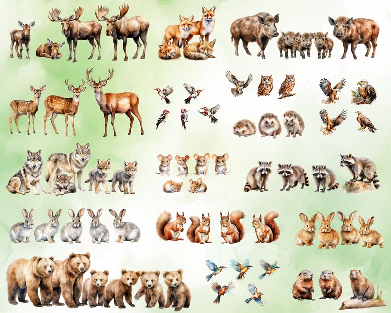 Woodland PNG Clipart - 120 Transparent Woodland Animals Huge PNG Bundle ...