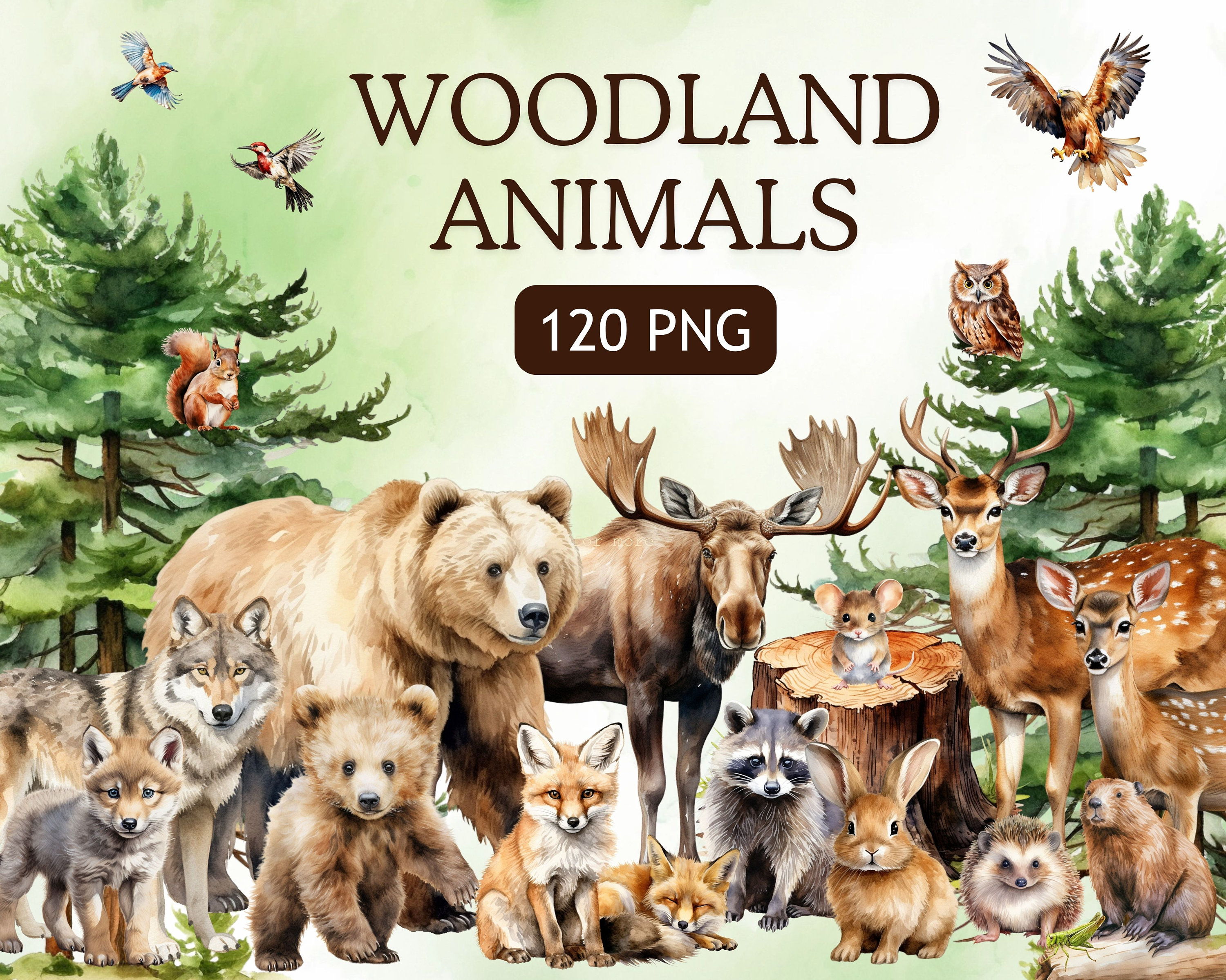 Woodland PNG Clipart 120 Transparent Woodland Animals Huge PNG Bundle ...