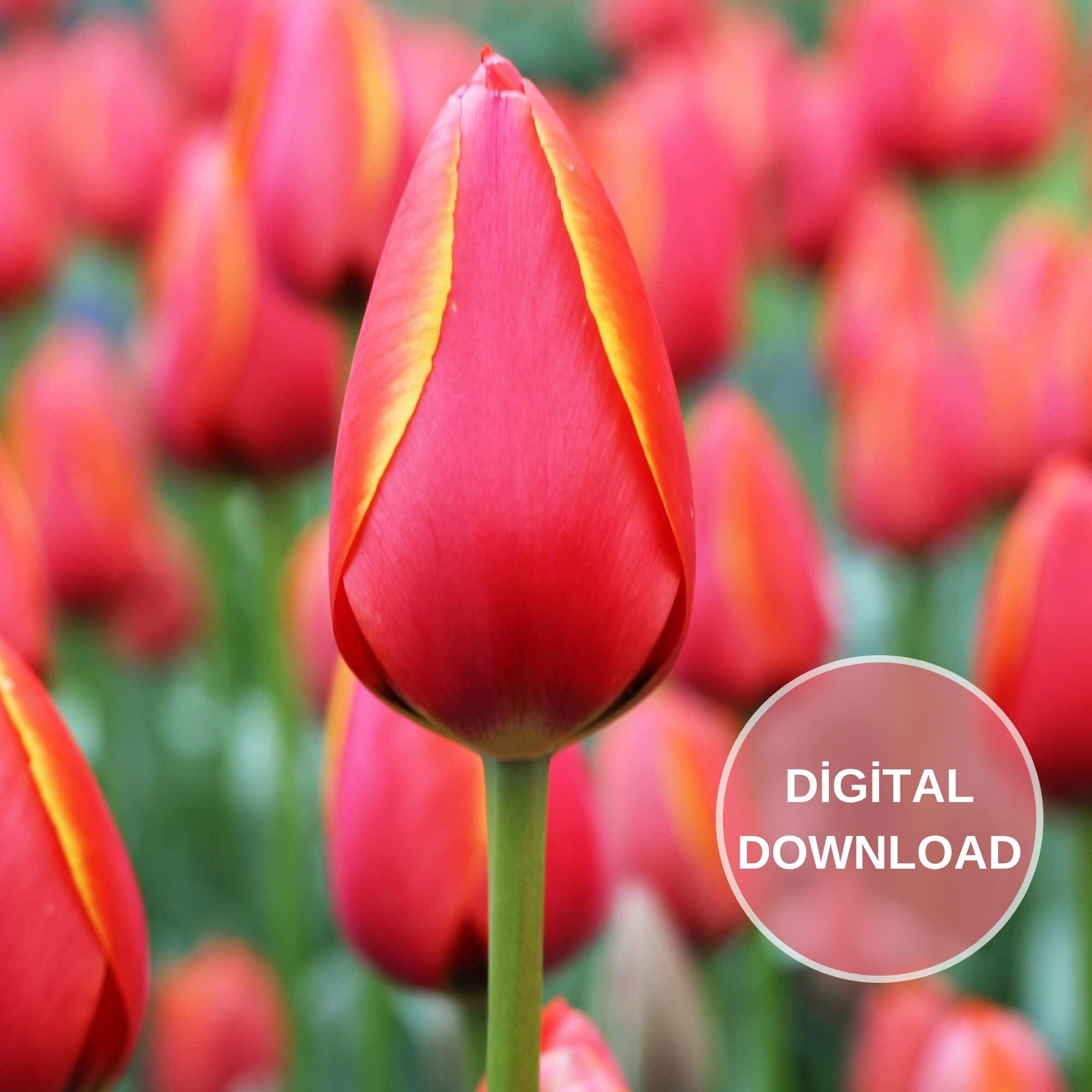 Pink Tulip Fields, Digital Picture for Flower Wall Art, Tulip Stock ...