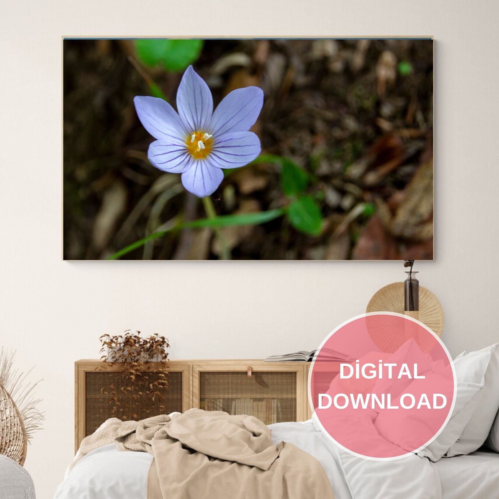 Purple Crocus Photo, Digital Download, Crocuses on Land, Best Photo of ...