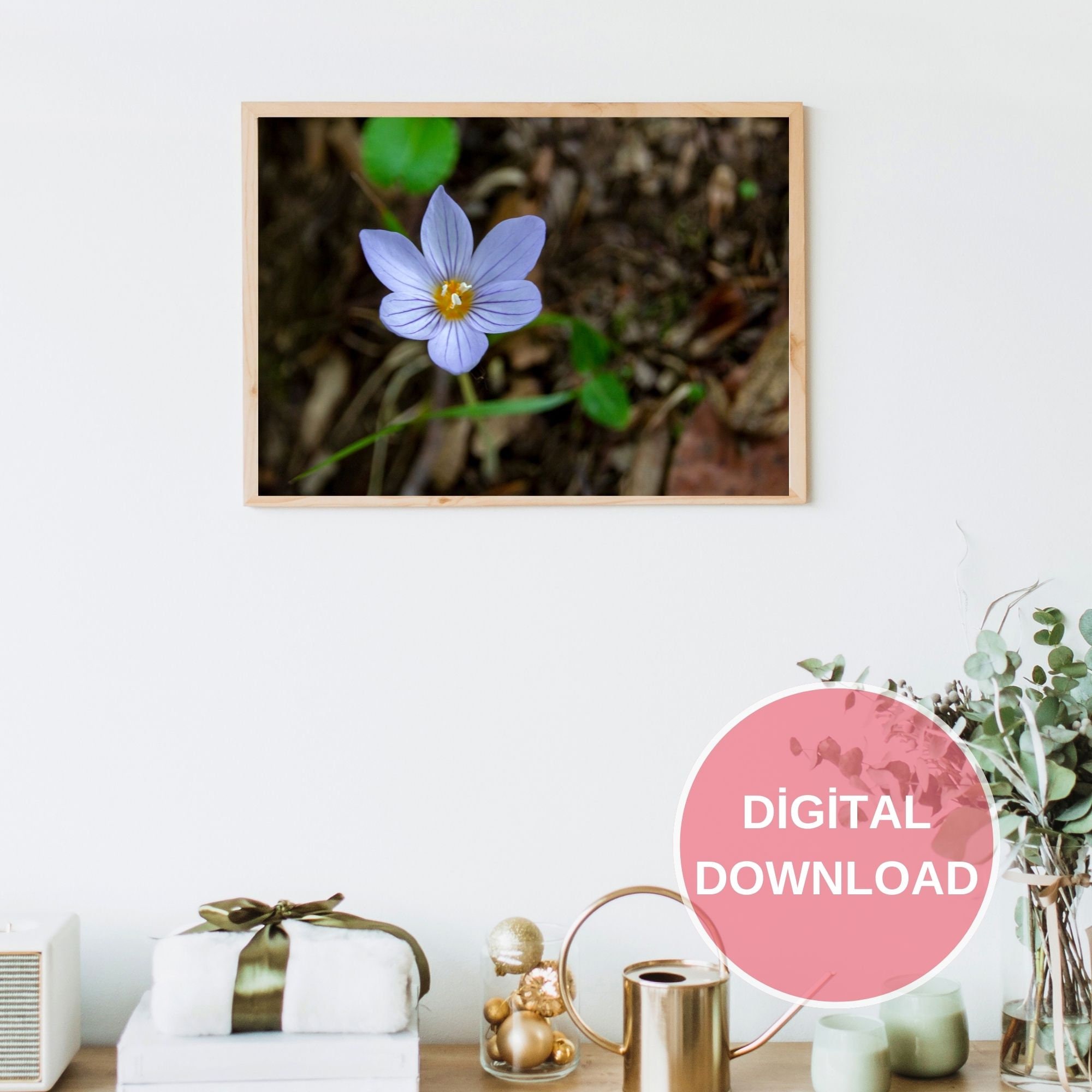 Purple Crocus Photo, Digital Download, Crocuses on Land, Best Photo of ...