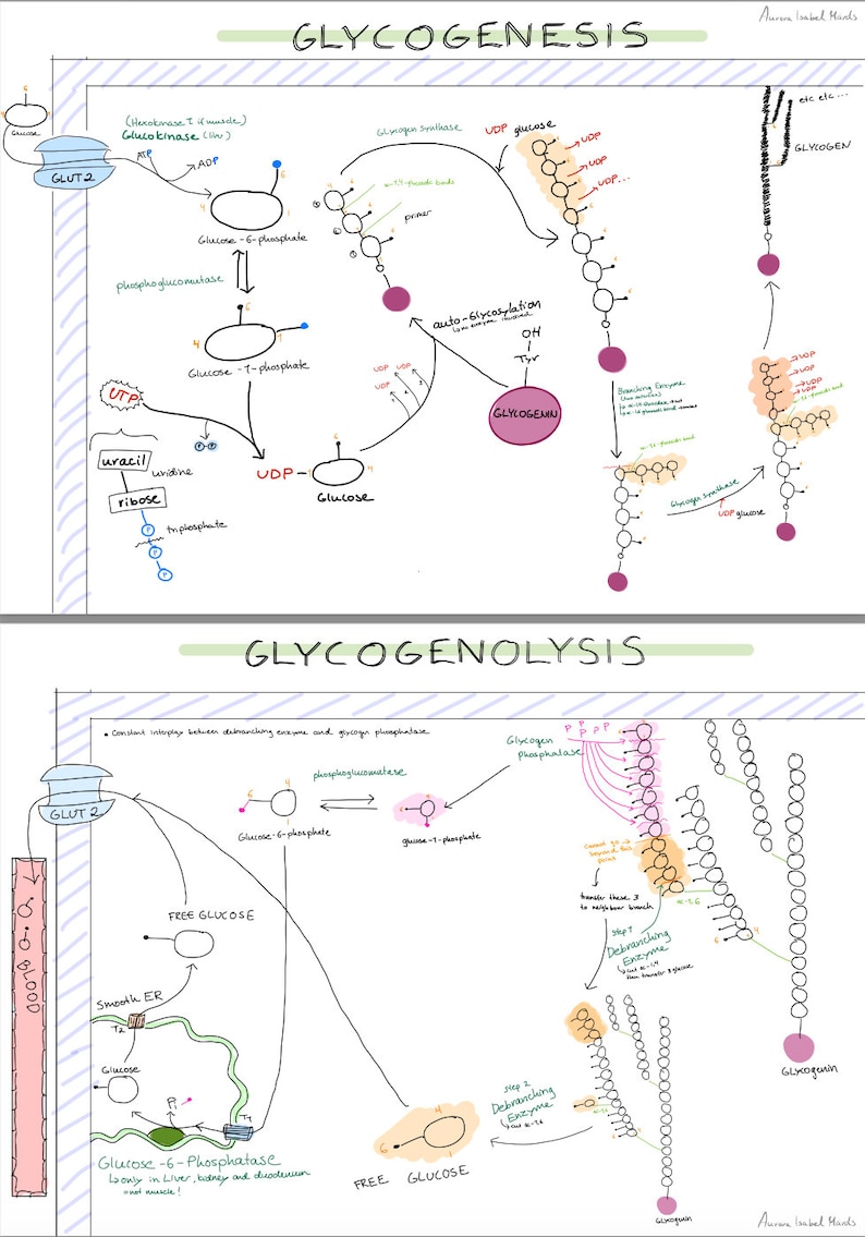 Biochemistry Metabolic Pathways - Etsy