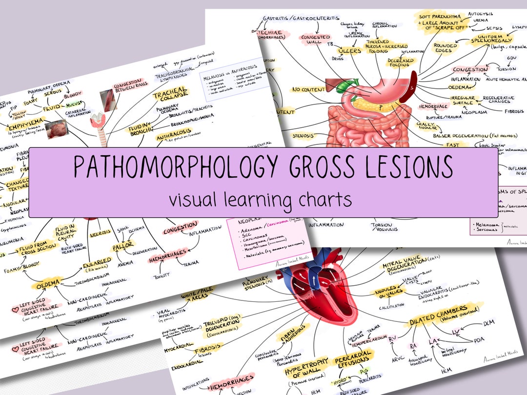 Veterinary Pathology - Gross Findings Visual Charts - Etsy