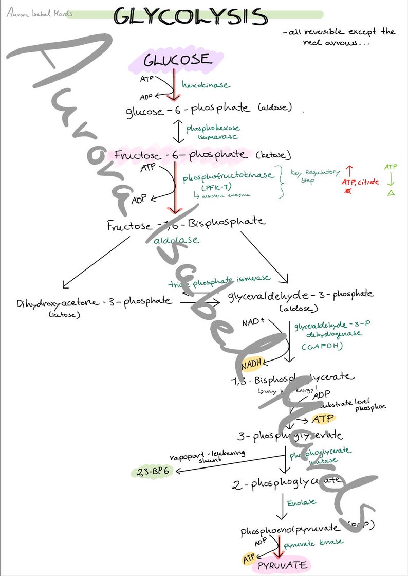 Biochemistry Metabolic Pathways Etsy