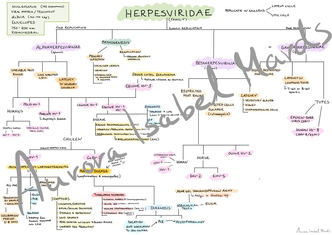 Vet Virology & Mycology Mindmaps - Etsy
