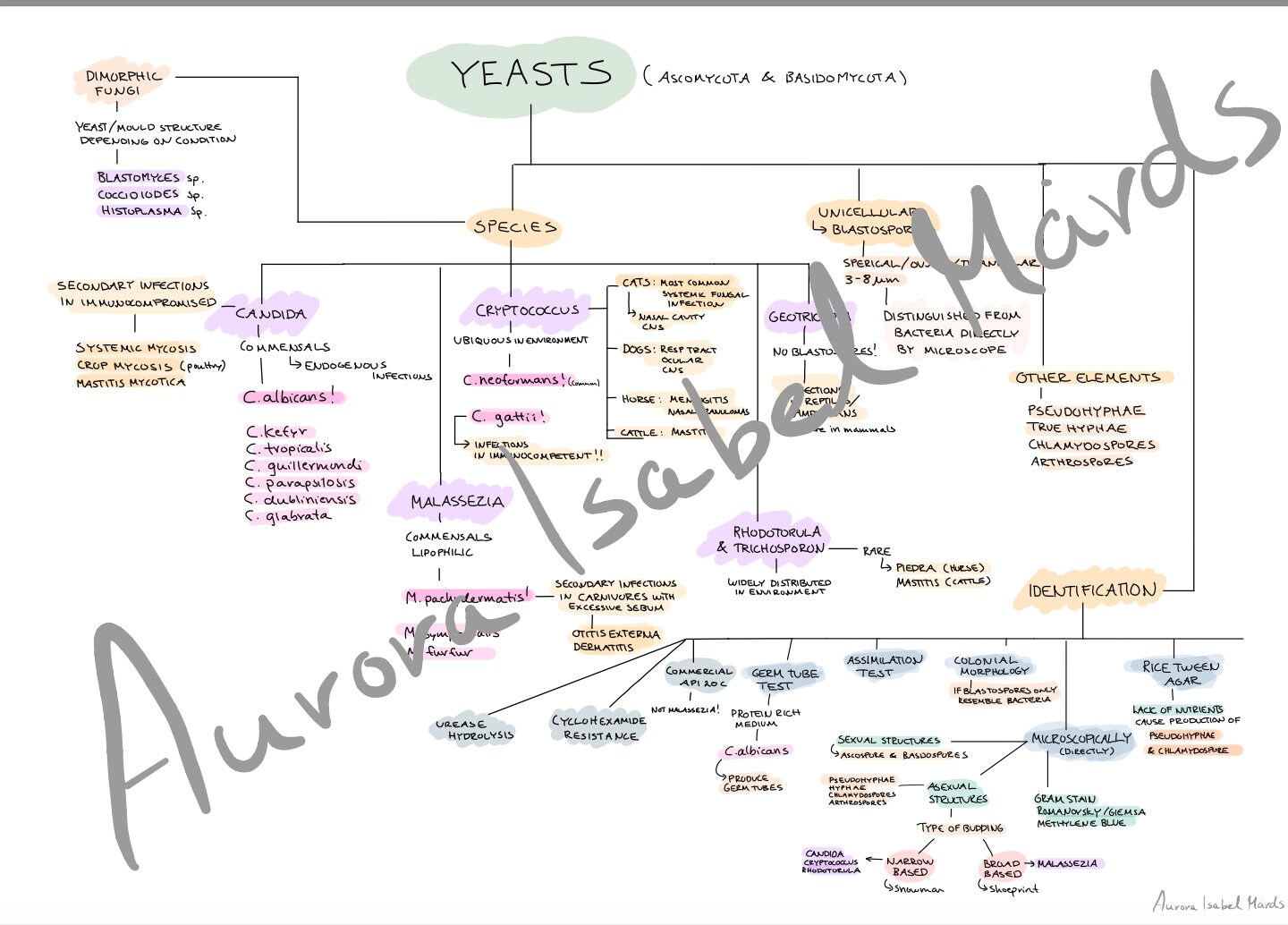 Vet Virology & Mycology Mindmaps - Etsy
