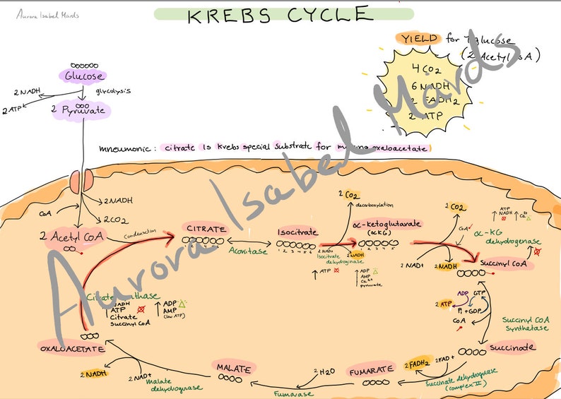 Biochemistry Metabolic Pathways - Etsy