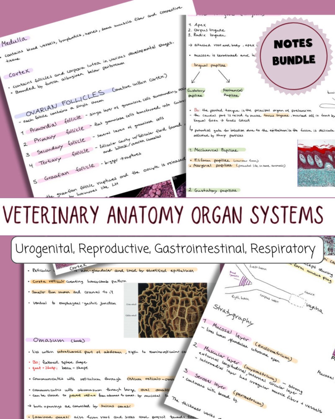 Vet Anatomy Organ Systems Bundle - Etsy