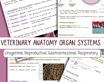 Vet Anatomy Organ Systems Bundle - Etsy
