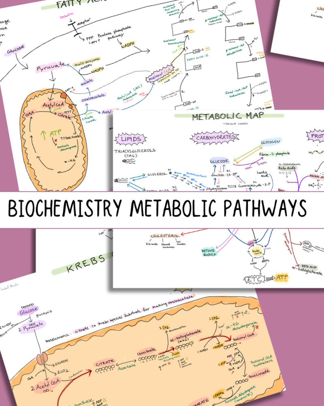 Biochemistry Metabolic Pathways Etsy